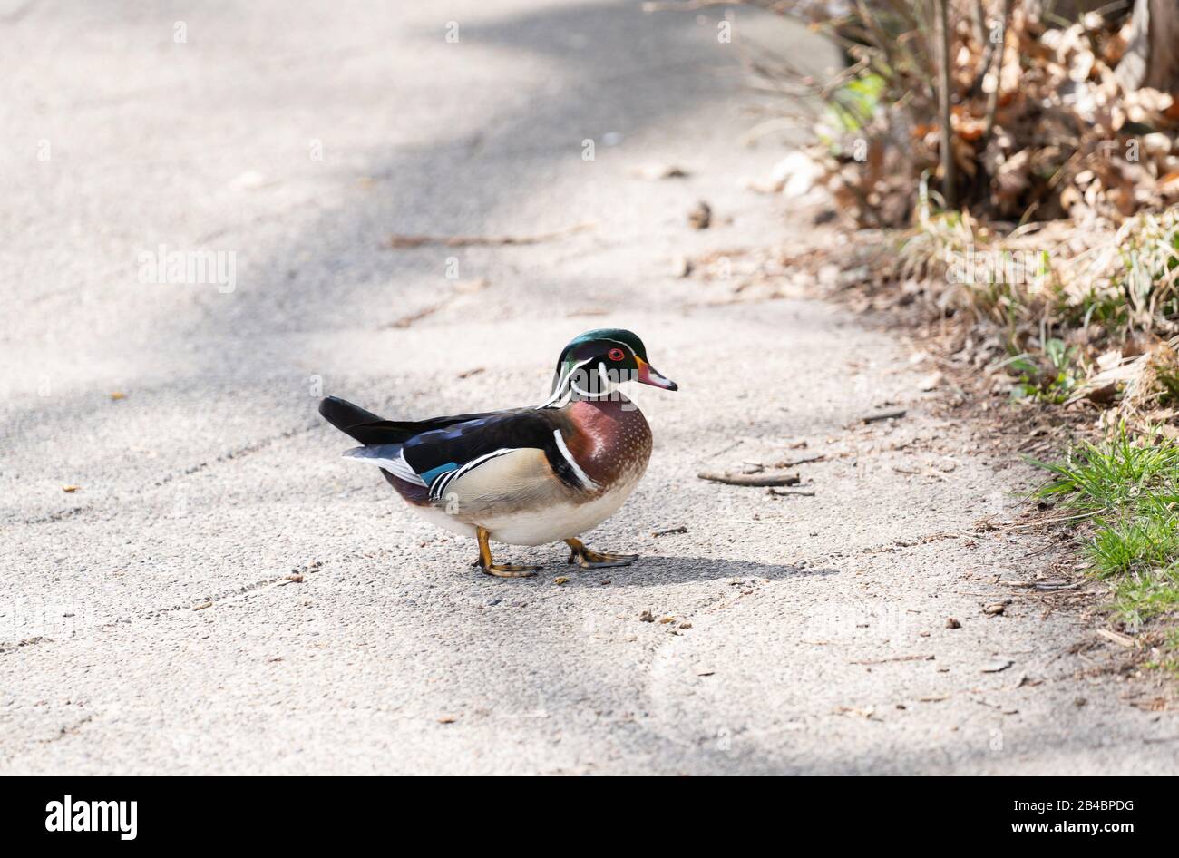 Walking duck hi-res stock photography and images - Alamy