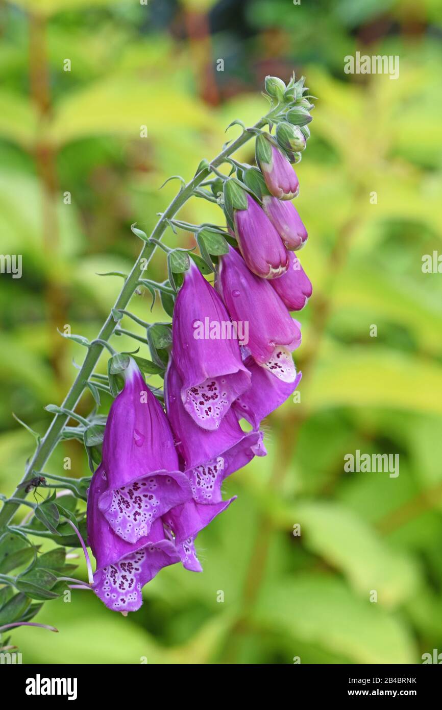 Foxglove uk garden hi-res stock photography and images - Alamy