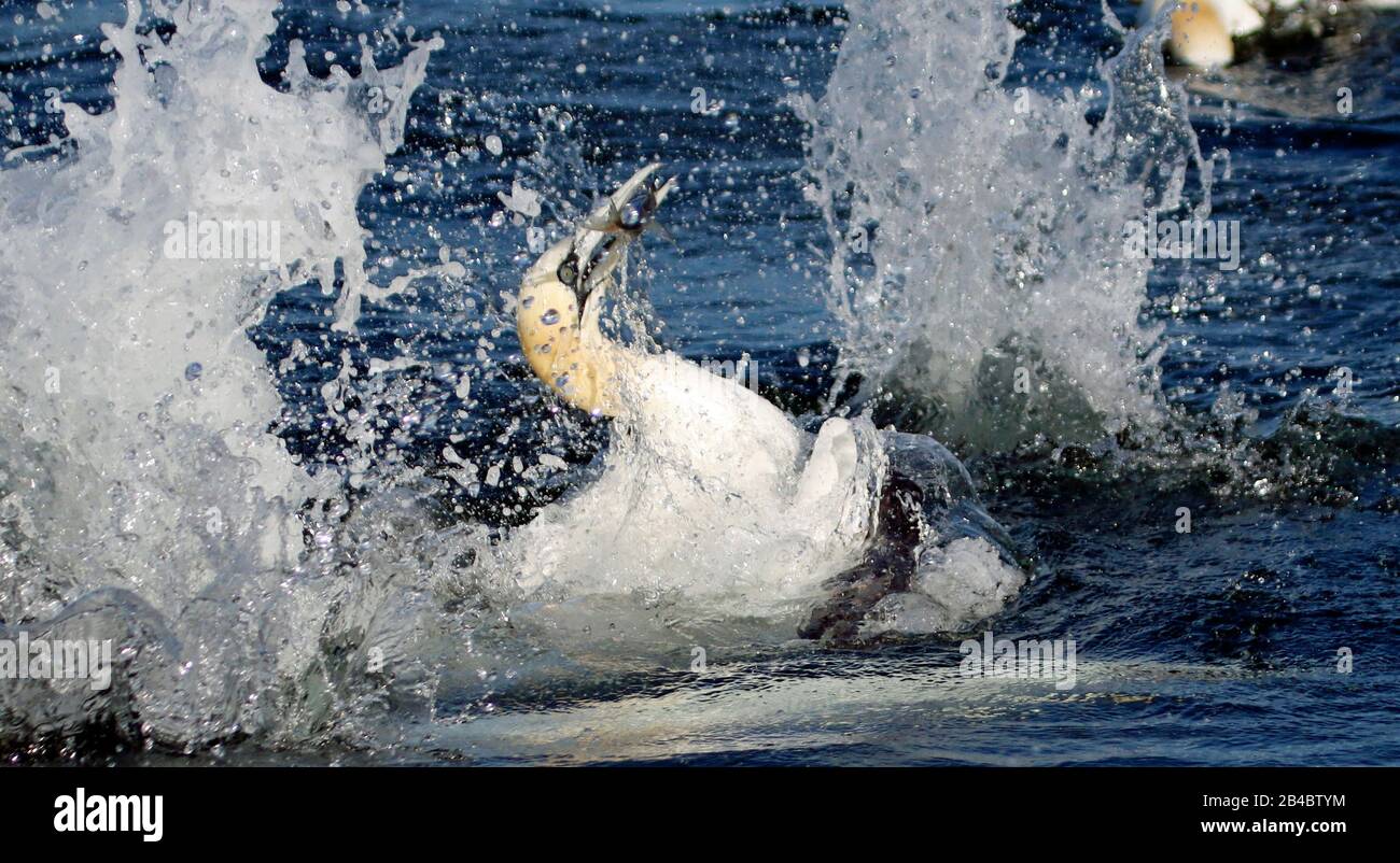 Northern Gannet Feeding High Resolution Stock Photography and Images ...