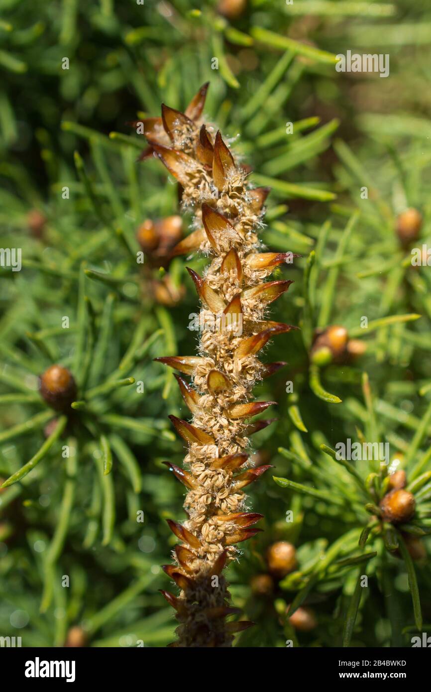 Blooming beautiful colorful natural flowers in view Stock Photo - Alamy