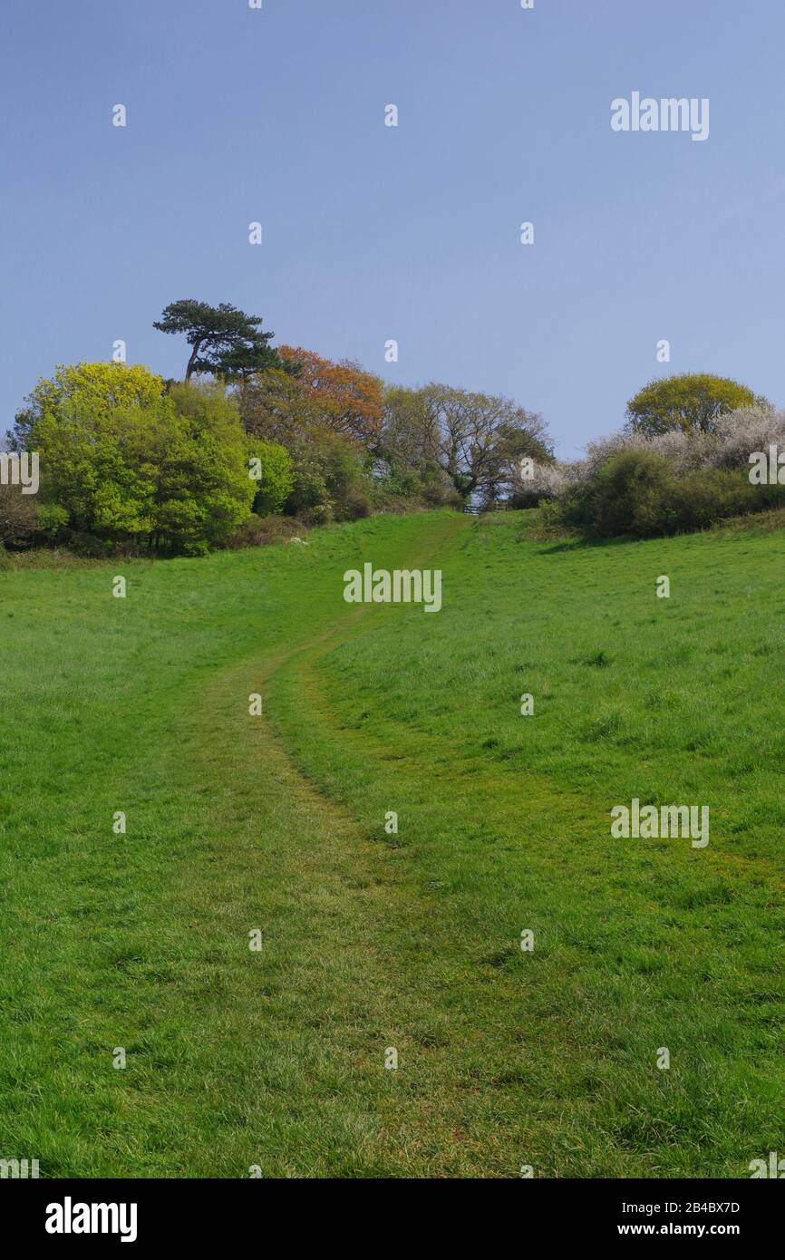 English Oak Trees (Quercus robur) in Spring Foliage beyond a Grassy ...