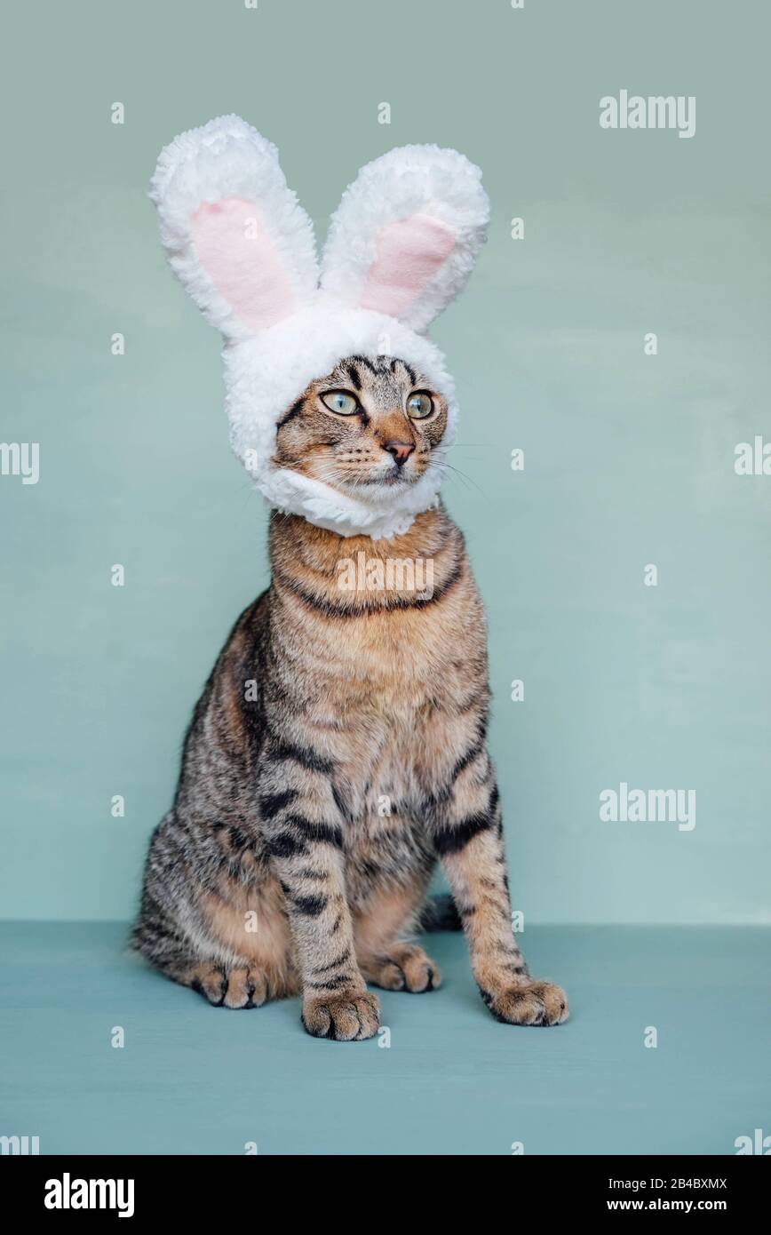 Cat Wearing Bunny Costume High Resolution Stock Photography and Images ...