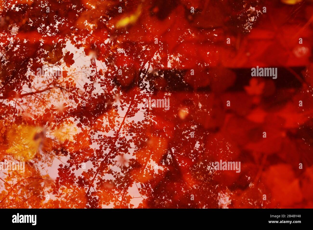 Autumn leaves outdoor on the ground of a pond Stock Photo - Alamy