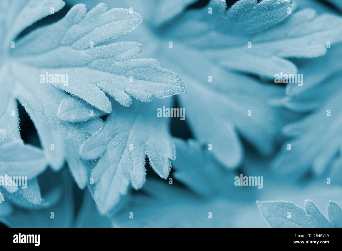 Velvety hi-res stock photography and images - Alamy