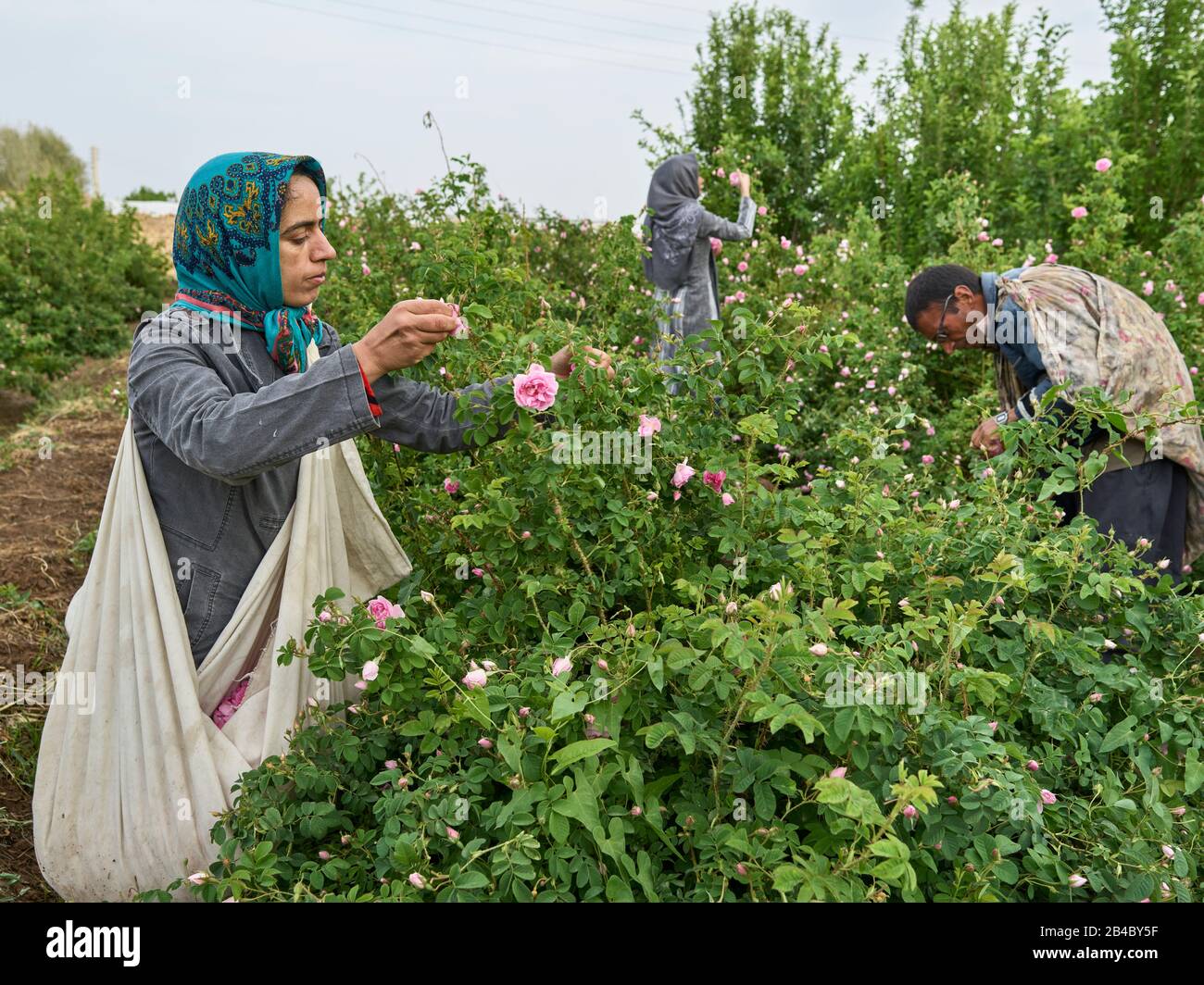 Rose harvest in the region around Kaschan in Iran, taken on April 30th ...