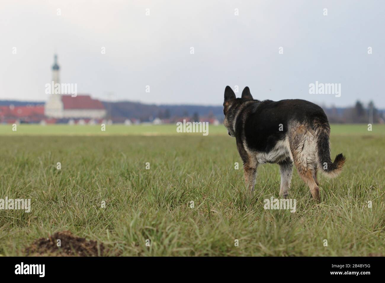 German shepherd dog, back view Stock Photo - Alamy