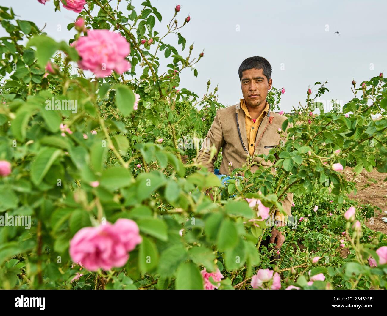Rose harvest in the region around Kaschan in Iran, taken on April 30th ...