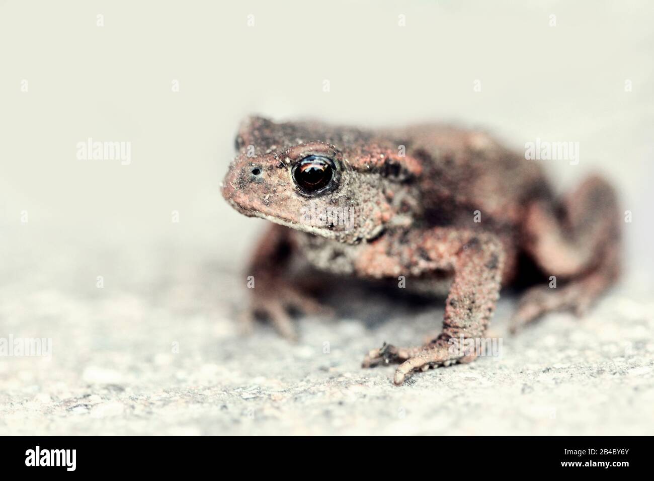 Common toad sitting on the stony ground Stock Photo - Alamy
