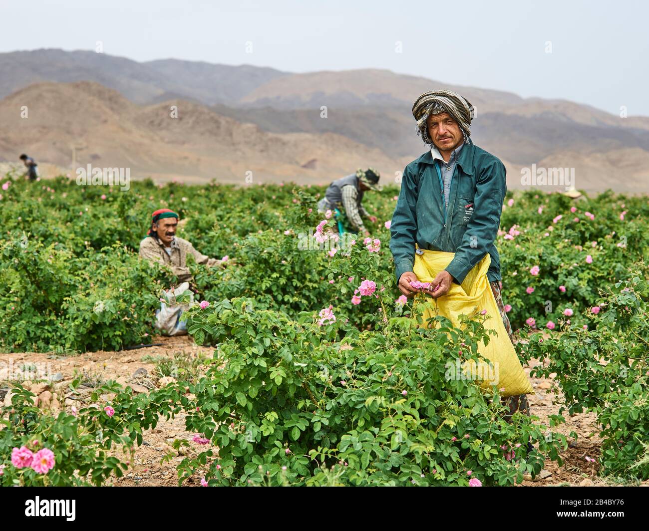 Rose harvest in the region around Kaschan in Iran, taken on April 30th ...