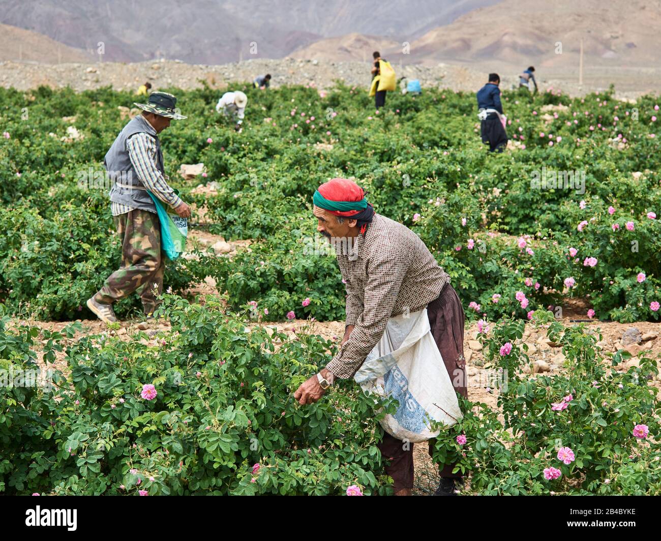 Kaschan hi-res stock photography and images - Alamy