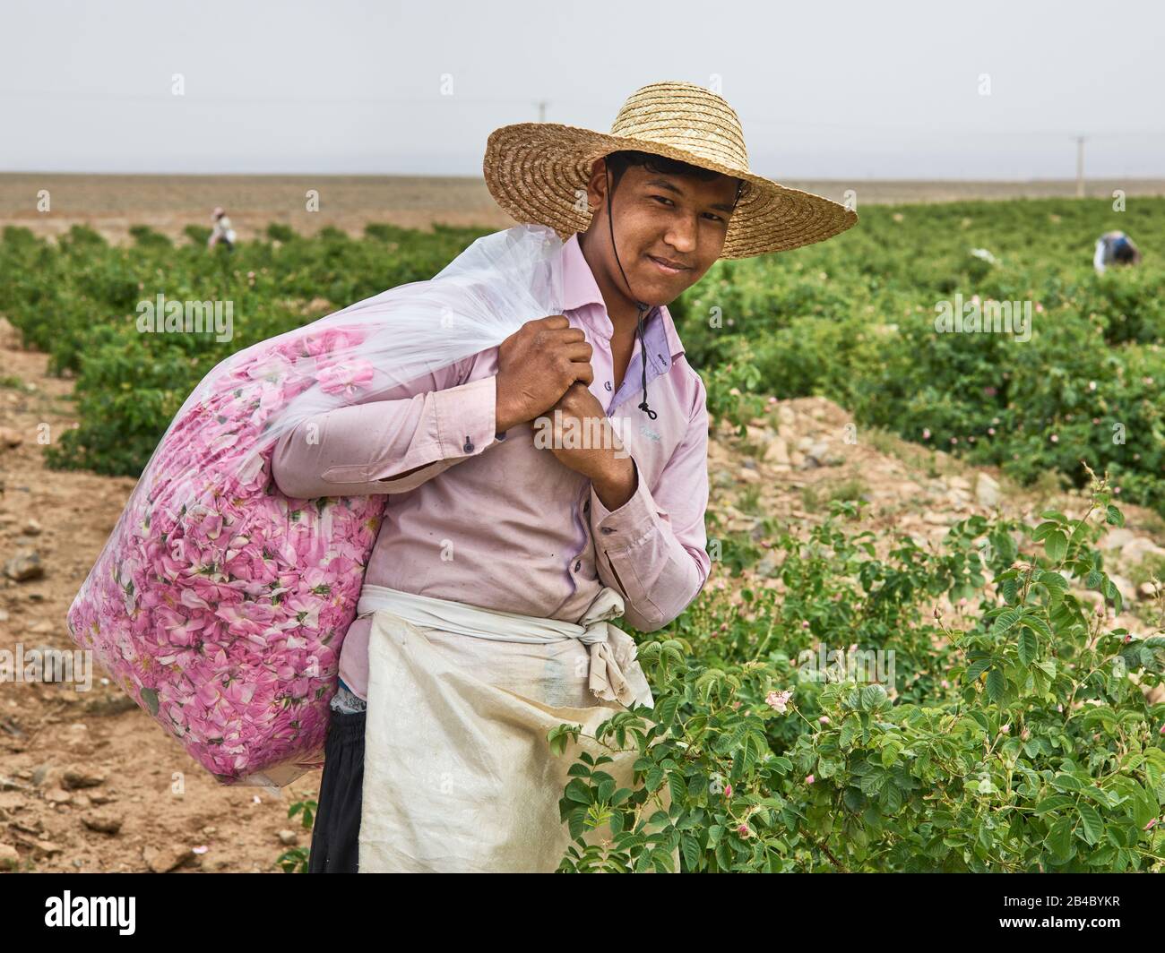 Rose harvest in the region around Kaschan in Iran, taken on April 30th ...