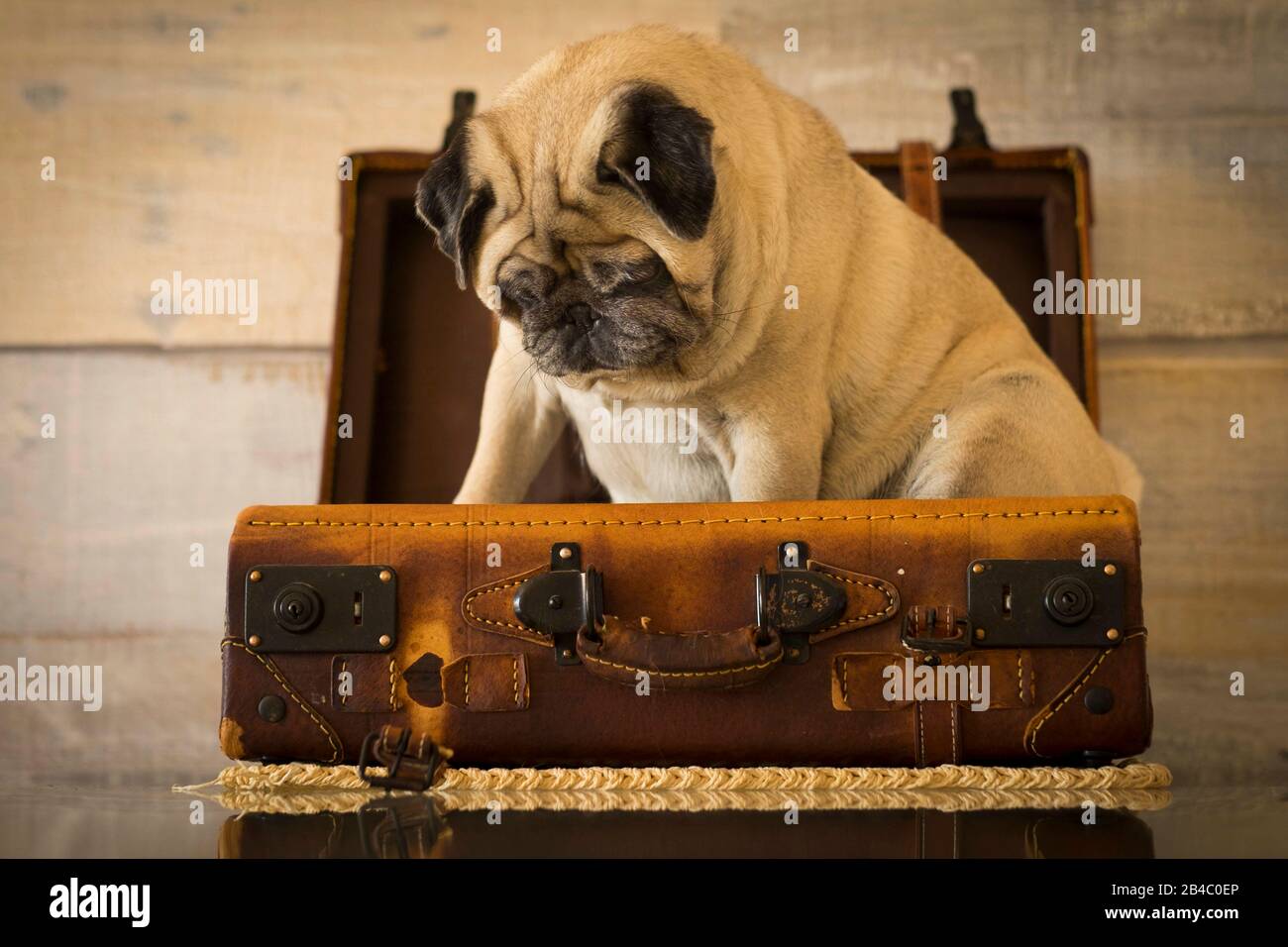 Travel holiday vacation concept with nice funny pug dog sit down inside ...