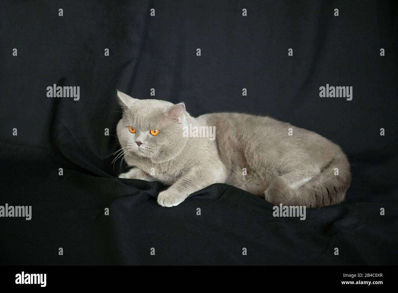 Gray cute hi-res stock photography and images - Alamy
