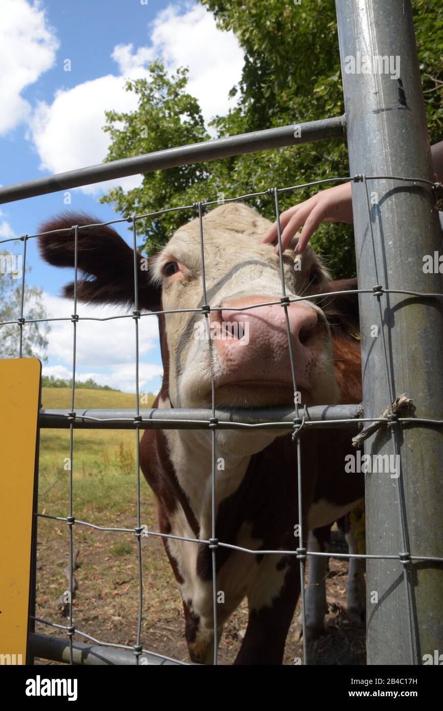 A cute and friendly Hereford cow being petted on the land of Heaton ...
