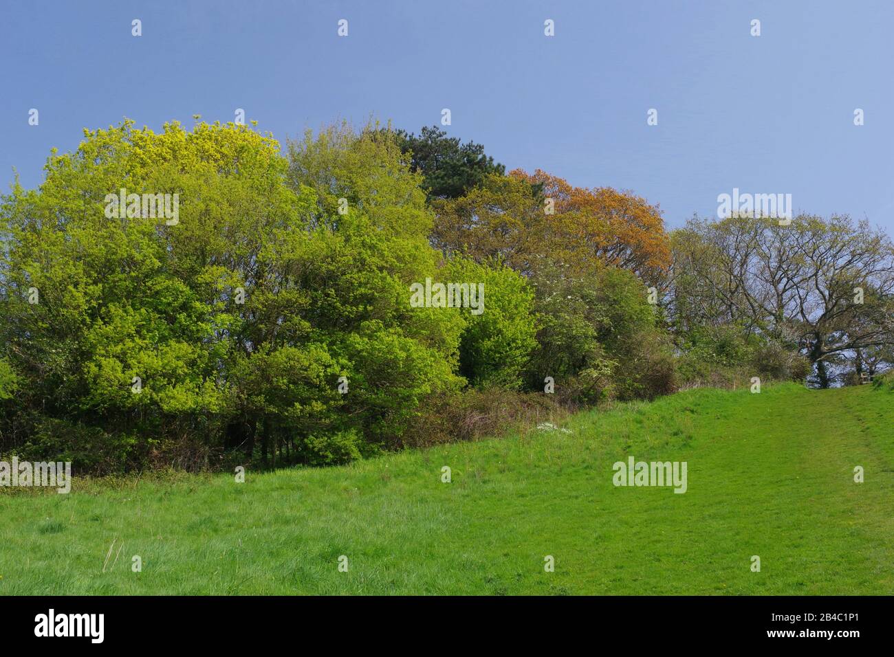English Oak Trees (Quercus robur) in Spring Foliage beyond a Grassy ...