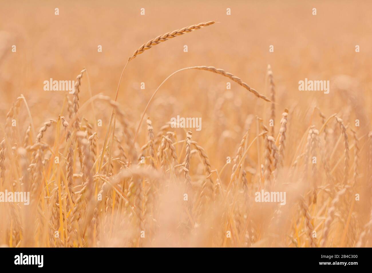 harvest time, ripe spelt plants Stock Photo - Alamy
