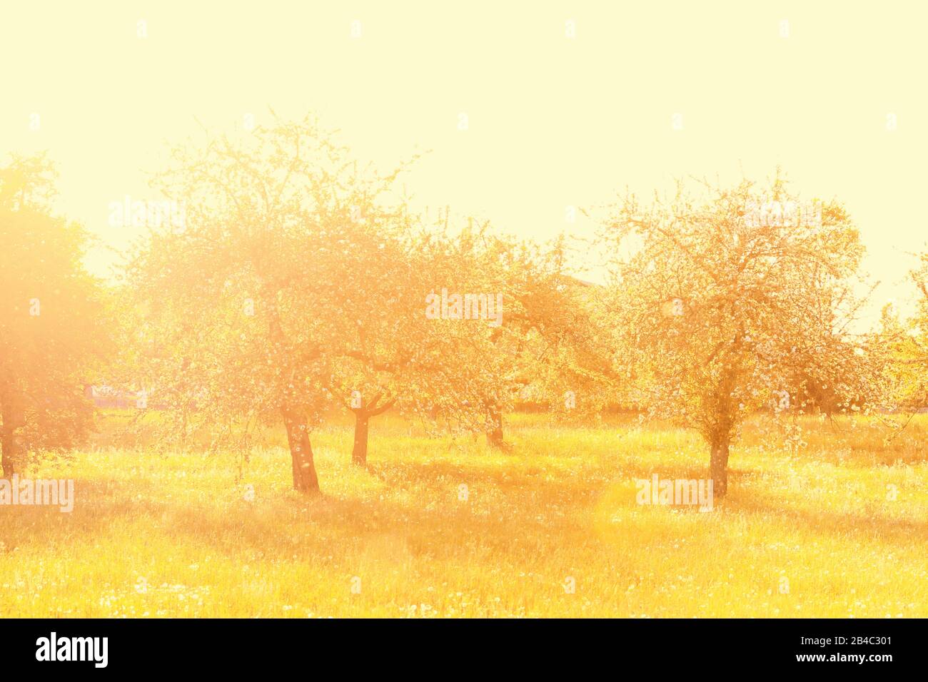 Apple trees in the golden light of the morning sun hi-res stock ...