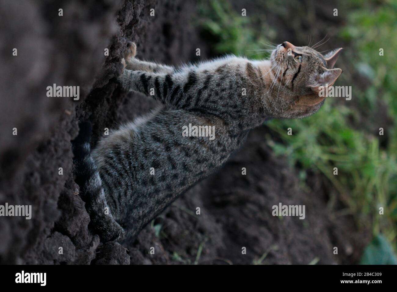 Curious young tabby cat sitting inside garden Stock Photo - Alamy
