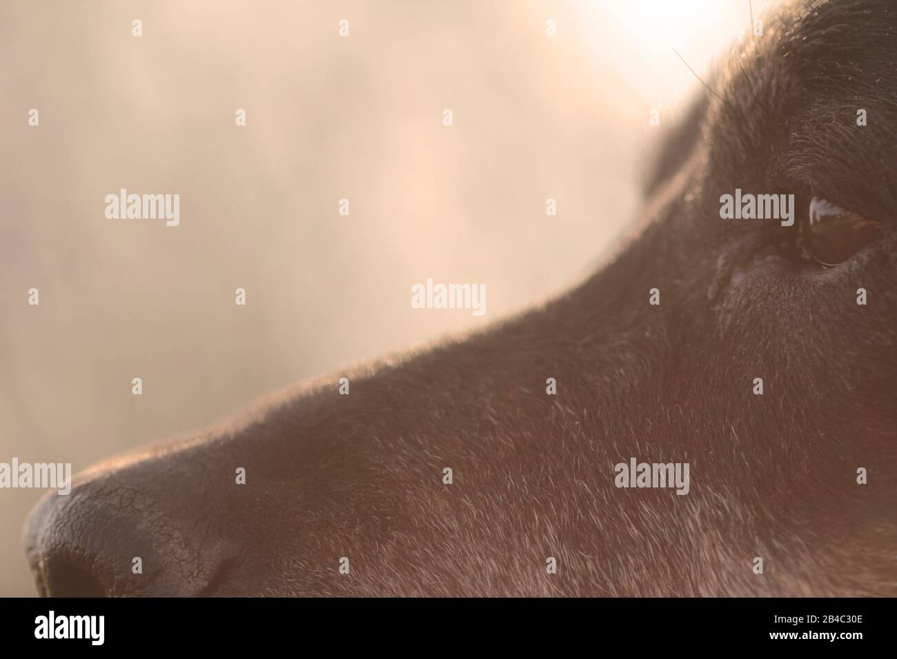 Bernard shepherd dog hi-res stock photography and images - Alamy