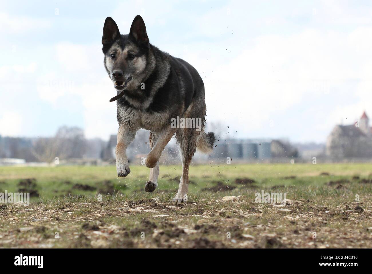 German Sheperd Dog High Resolution Stock Photography and Images - Alamy