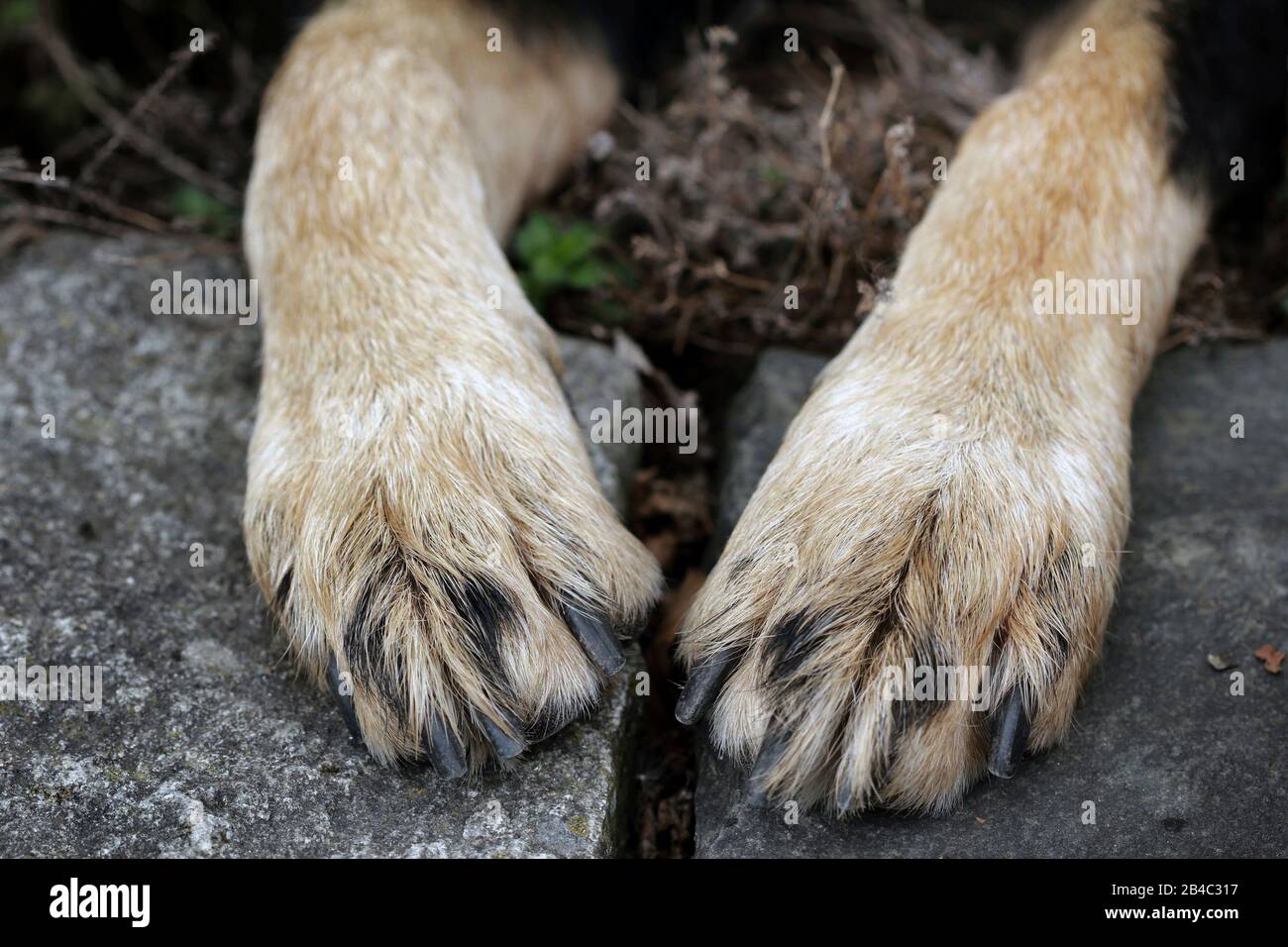 German shepherd dog resting paws hi-res stock photography and images ...