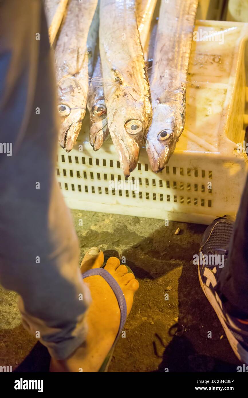 Silver eel hi-res stock photography and images - Alamy