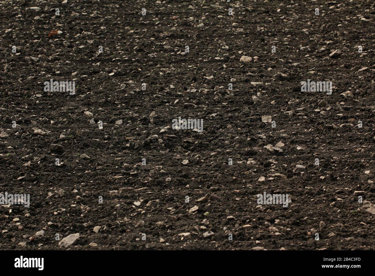 Stony seed hi-res stock photography and images - Alamy