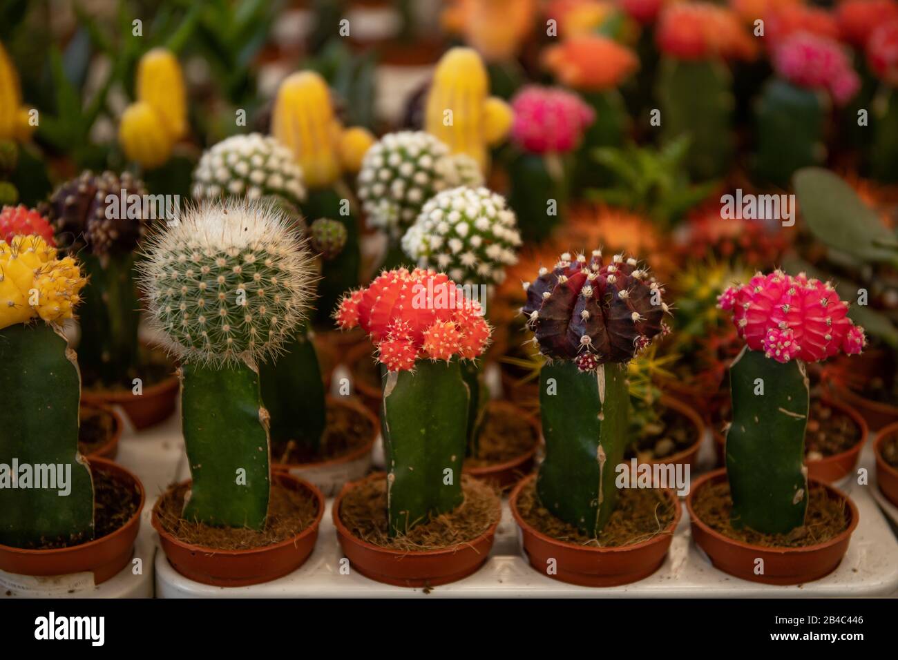 Small cacti in flowerpots. Cacti in a shop window. Flowering cactus ...