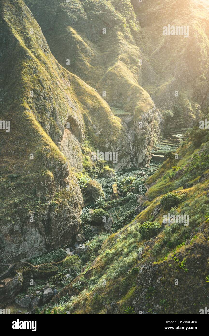 Incredible view of the lush green ravine covered with lotus and banana ...