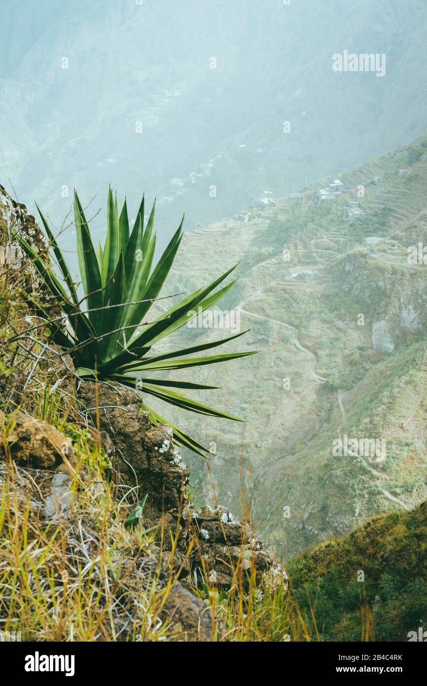 Agave on the mountain slope. Santo Antao Island, Cape Verde Cabo Verde ...
