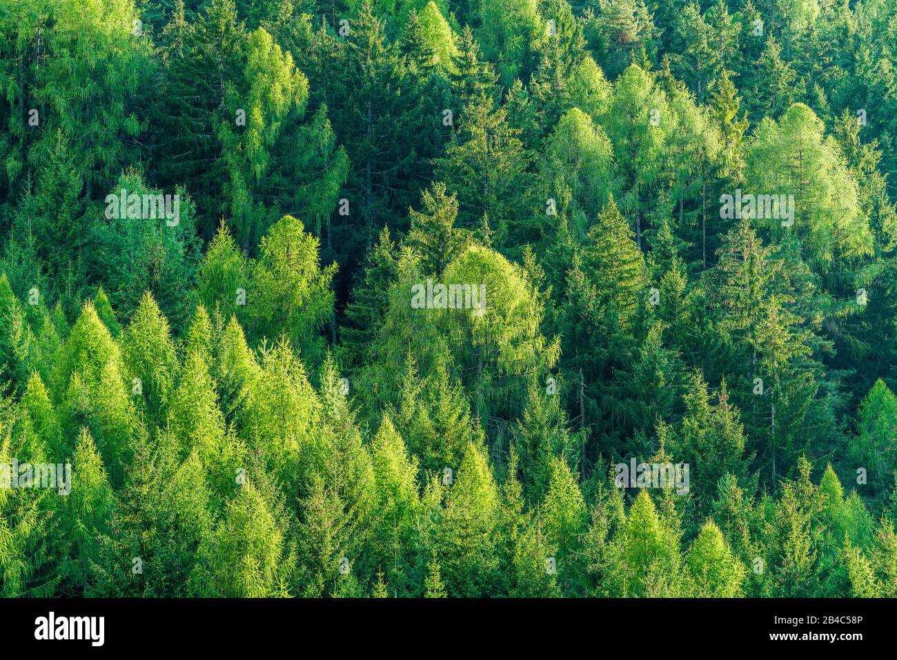 Natural Resources Trees