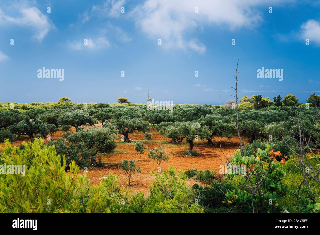 Greece islands landscape with agriculture fields of olives on red clay ...