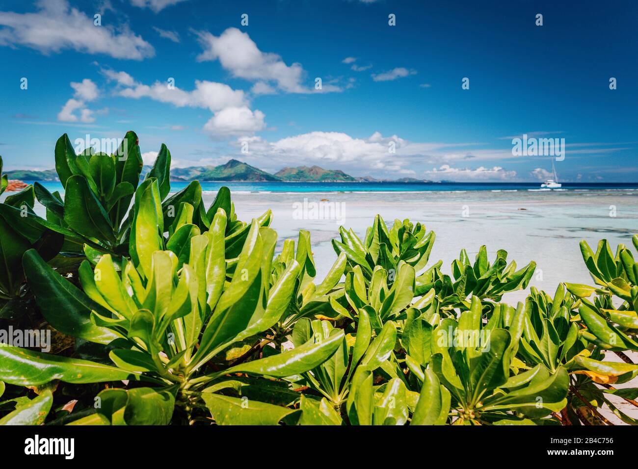 Tropical plants at famous Anse Source d'Argent beach on island La Digue ...