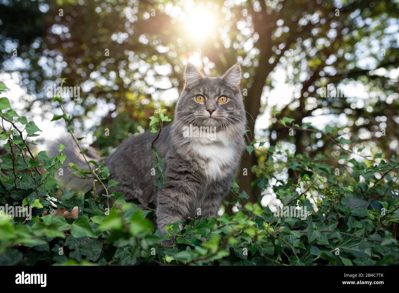 Young Blue Tabby White Maine Coon Cat Standing On Wall Covered With Ivy In Front Of Trees In A