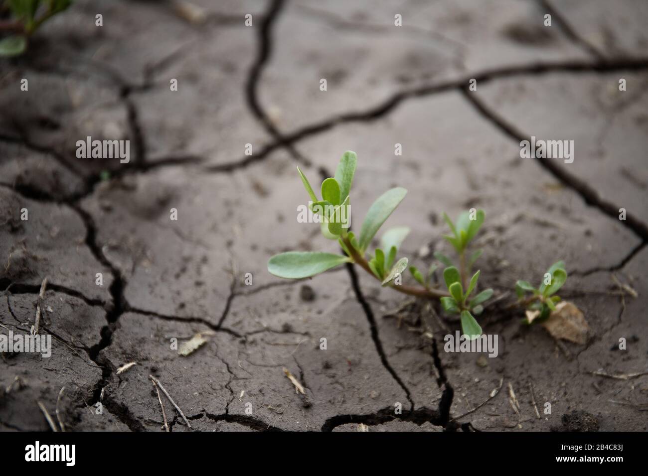 Cracked earth on black hi-res stock photography and images - Alamy