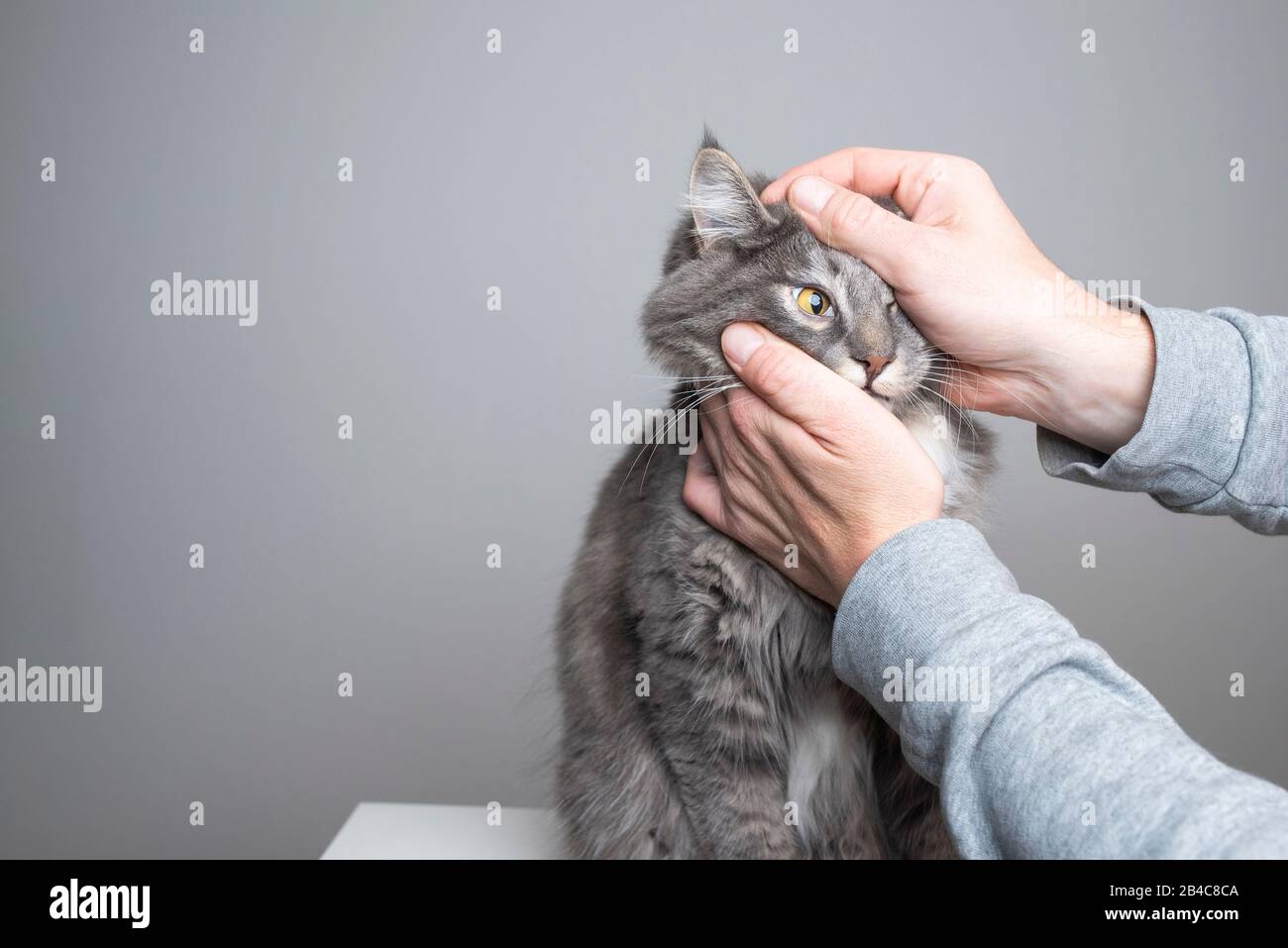 human hand holding young maine coon cat's head examine eye in front of ...