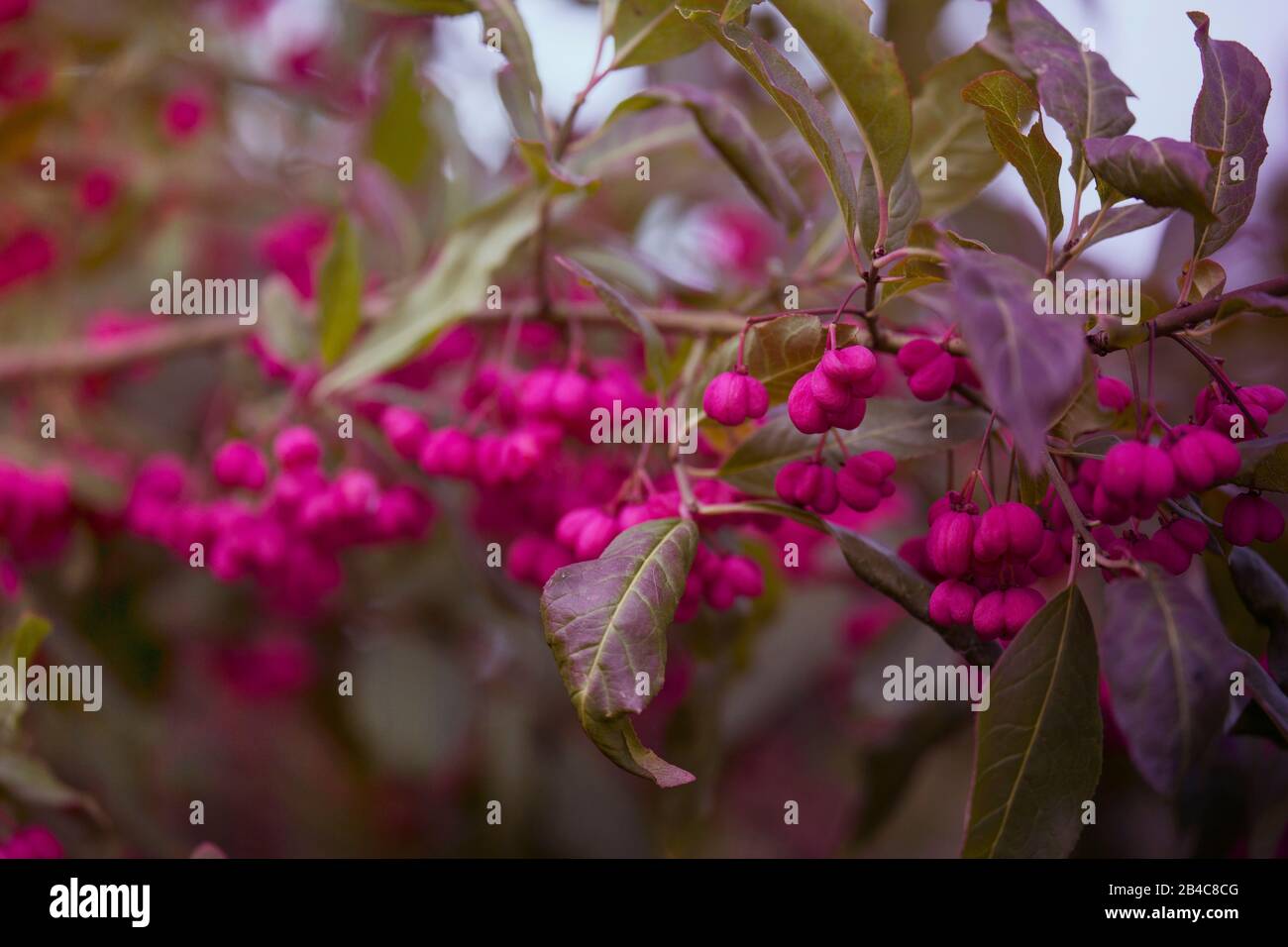 Light pink berries hi-res stock photography and images - Alamy