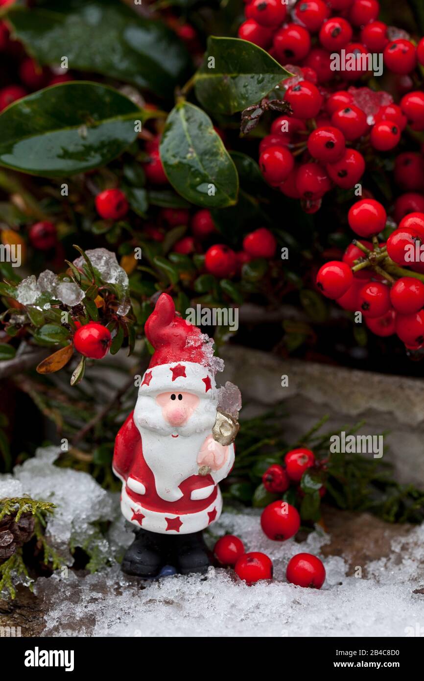 still life with little Santa Claus made of ceramic, red berries and ...