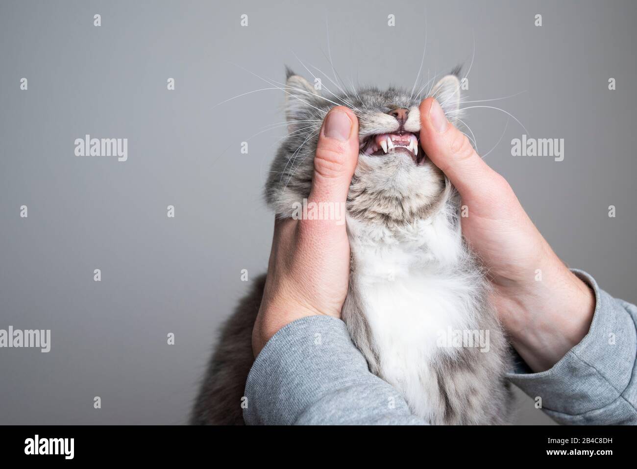human hand holding young maine coon cat's head examine teeth in front ...