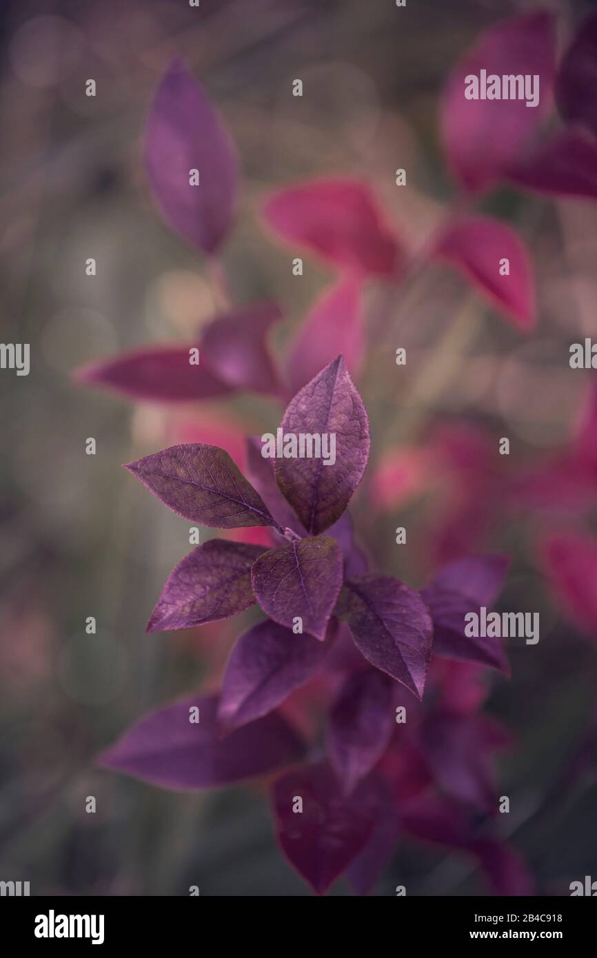 Puple light hi-res stock photography and images - Alamy