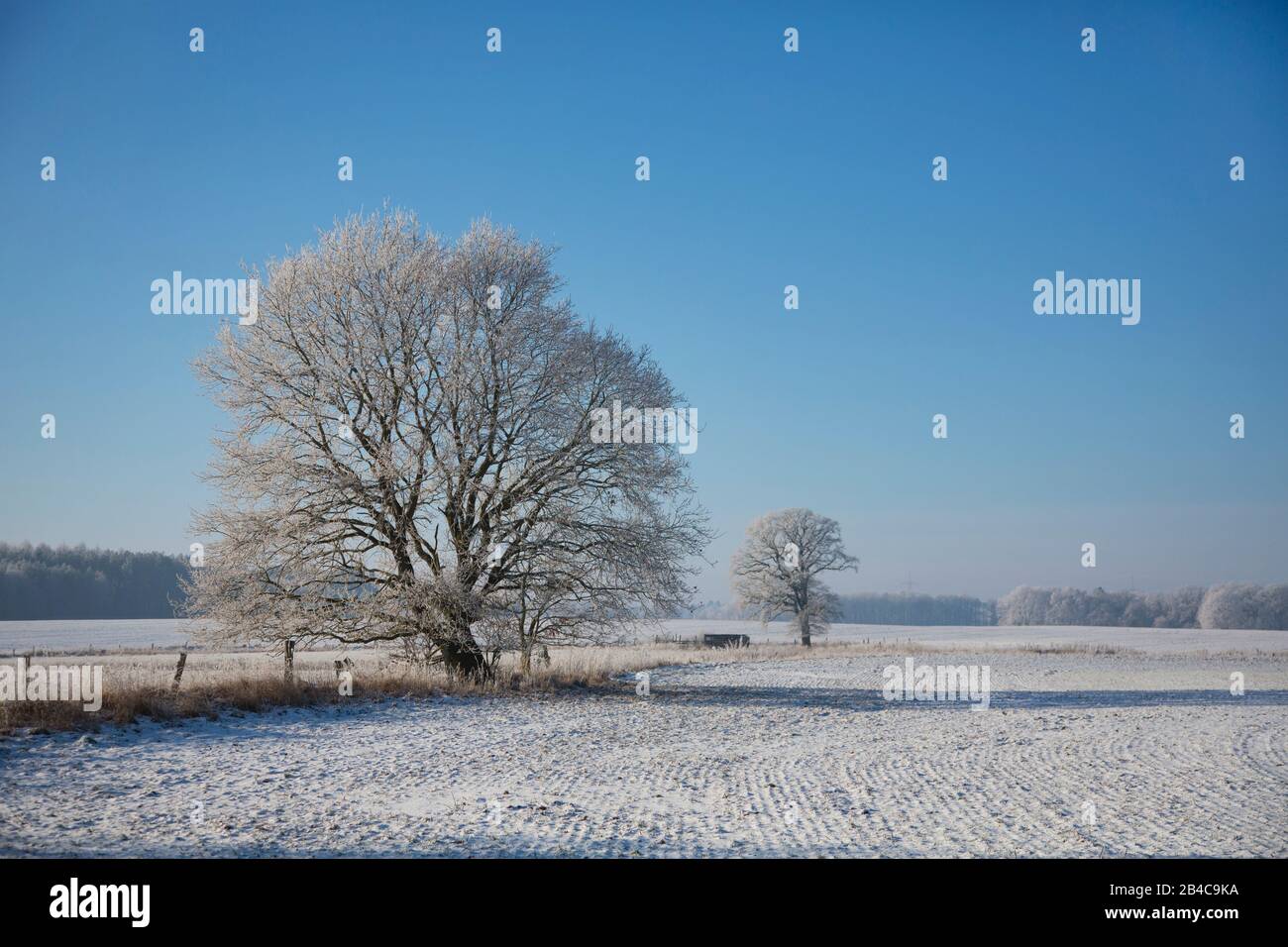 Lovely winter scenery in rural north Germany with snow covered trees ...