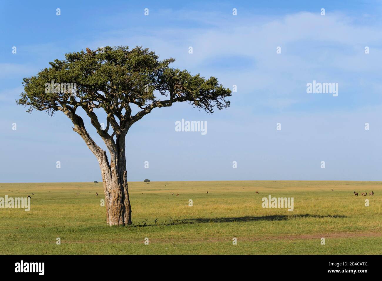 Masai Mara savannah with acacia tree, Masai Mara National Reserve ...