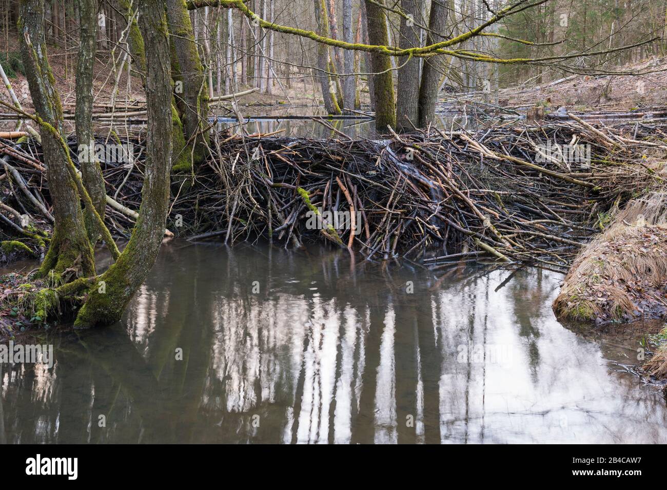 Beaver dam from european beaver hi-res stock photography and images - Alamy