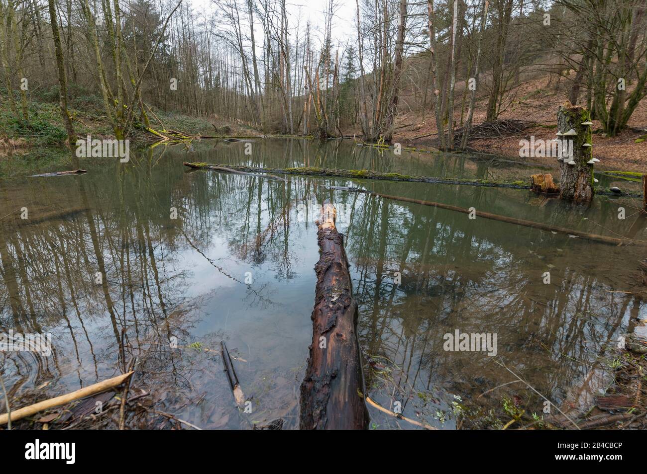 Beaver dam from european beaver hi-res stock photography and images - Alamy
