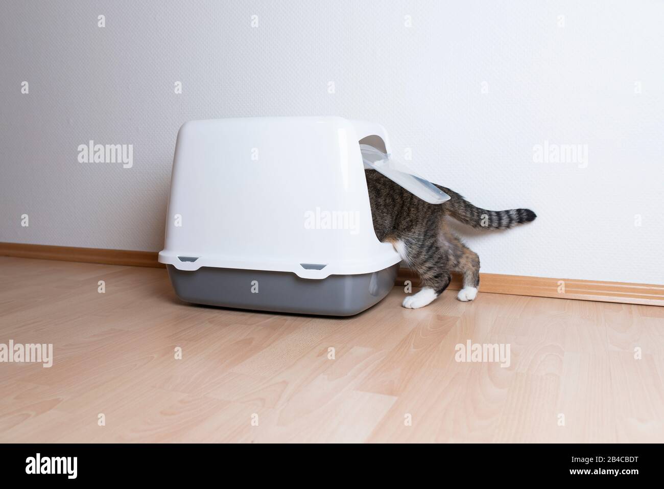 side view of a young blue tabby maine coon cat entering hooded cat ...