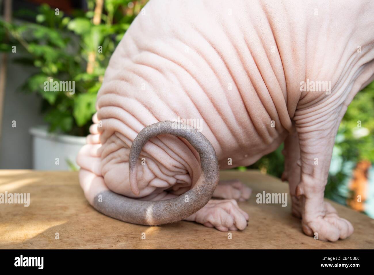 close up of hairless sphynx cat's tail and paws sitting outdoors on ...