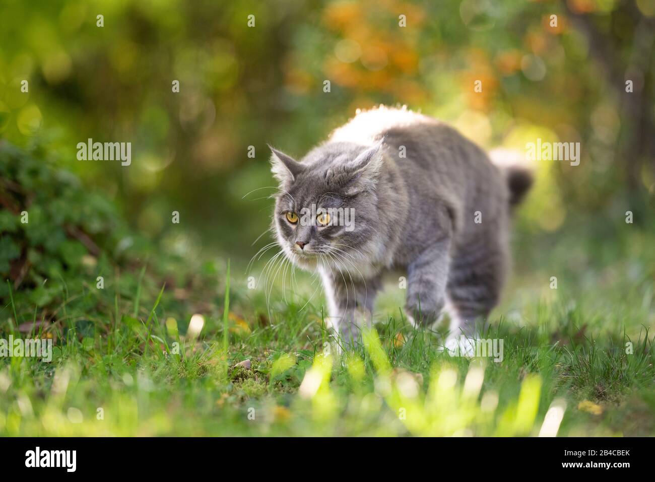 young blue tabby maine coon cat with white paws outdoors on the prowl ...