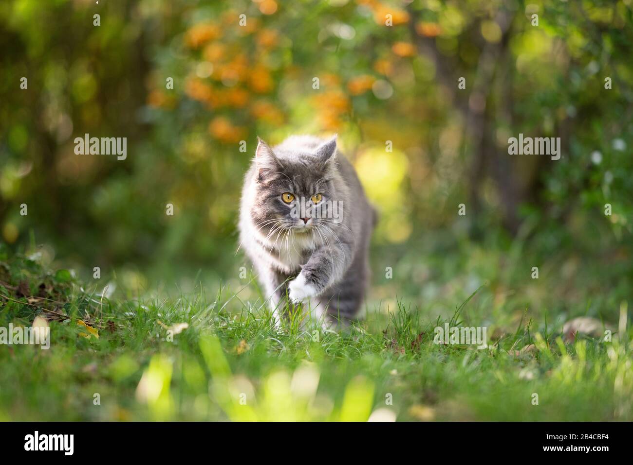young blue tabby maine coon cat with white paws outdoors on the prowl ...