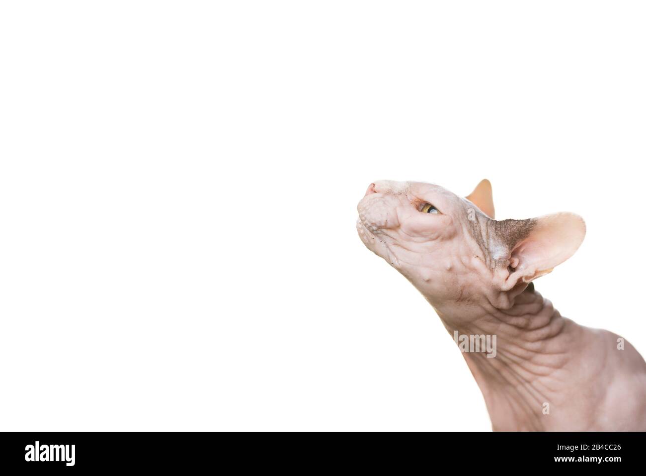 side view of a hairless sphynx cat looking up smelling something in ...