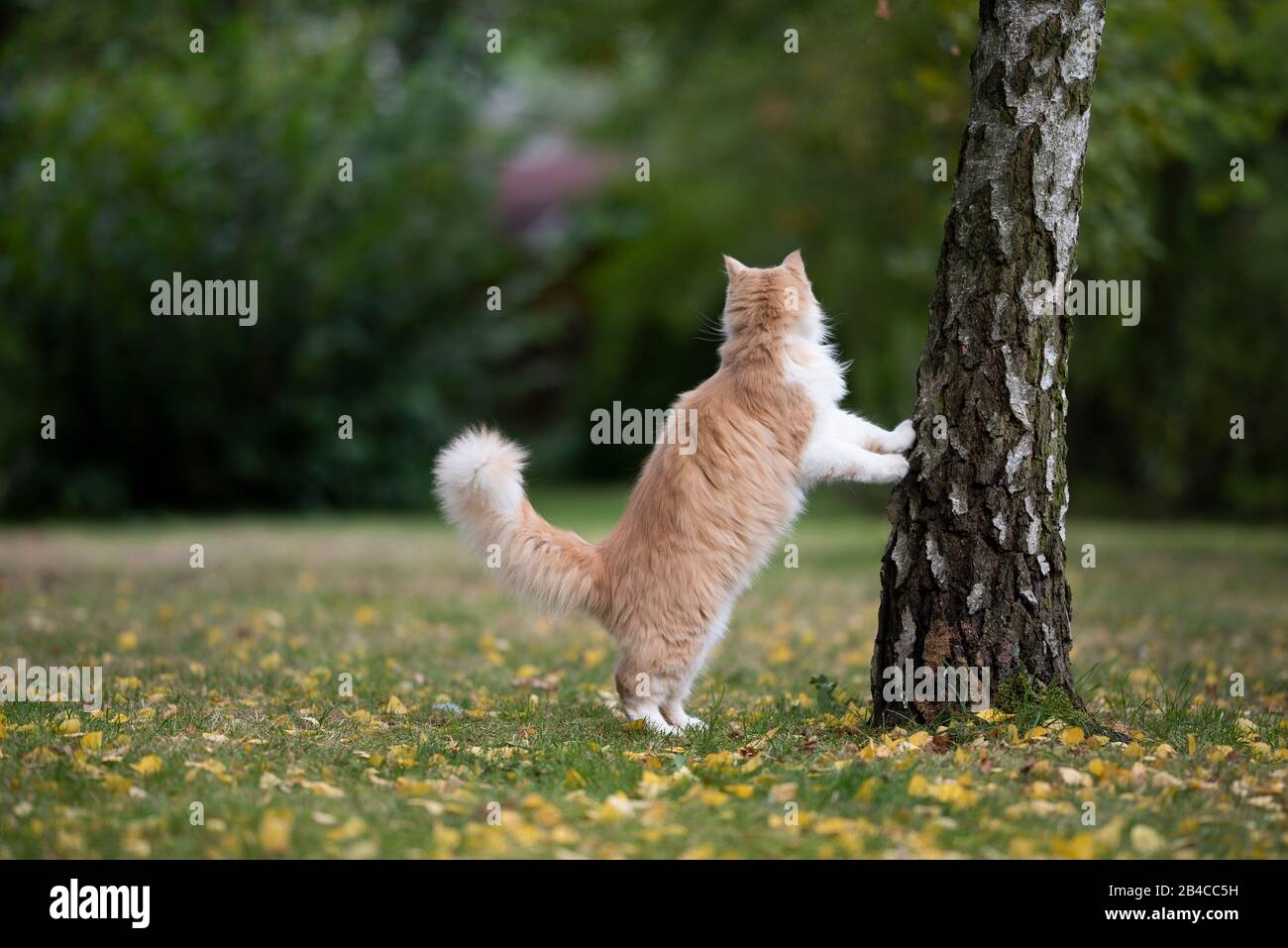 rear view of a cream tabby ginger maine coon cat rearing up standing on ...